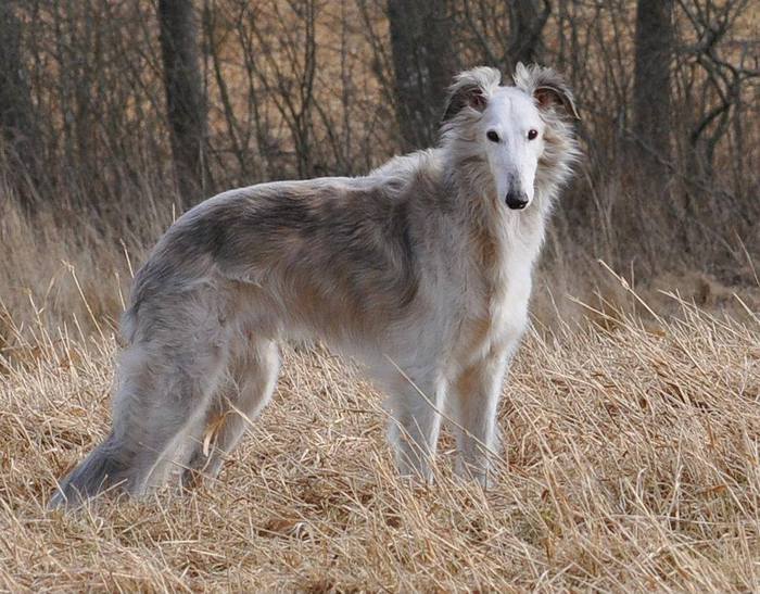 Silken Windhound :: Vinthunden-through-hell-and-back